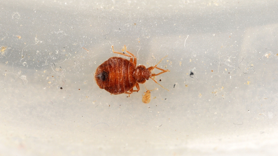 bed bug larvae pictures